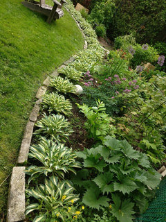 A hosta border