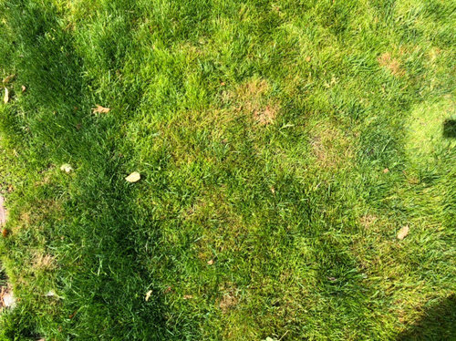 Grass identification and guidance (TTTF and KBG?)