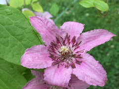 2019 Clem flower show