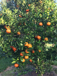 Dancy Tangerine Tree Questions...