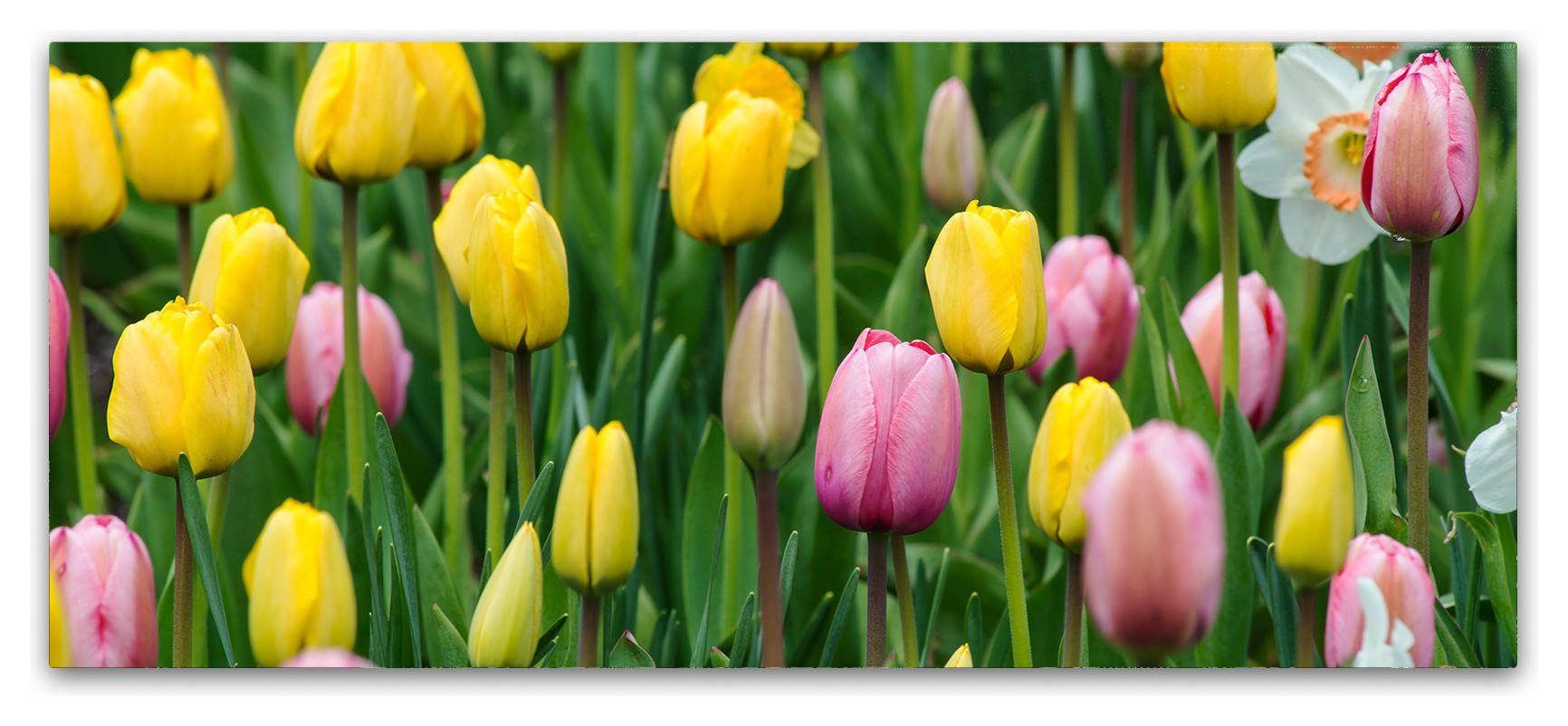 Kurt Shaffer 'Pink and Yellow' Canvas Art, 10x24 - Traditional - Prints ...