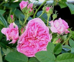 Identifying old style roses