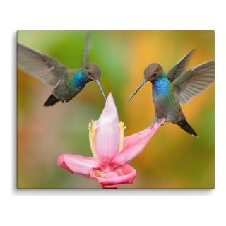 Hummingbirds with Pink Flower Bloom Animal Wildlife Photo Canvas Wall ...