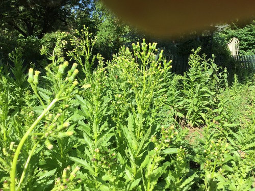 Prolific Minnesota weed