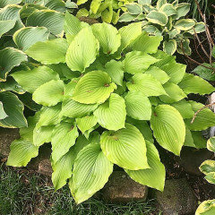 Hosta K 2019 .....