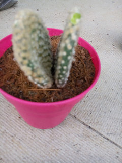 My cactus has a hole in it.