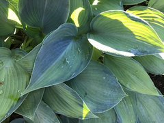 Hosta Blue Dimples