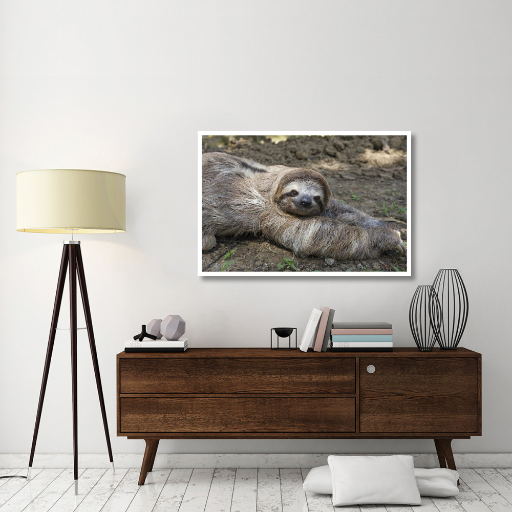 "Brown-throated 3-toed Sloth male, Aviarios Sloth Sanctuary" Paper Art ...