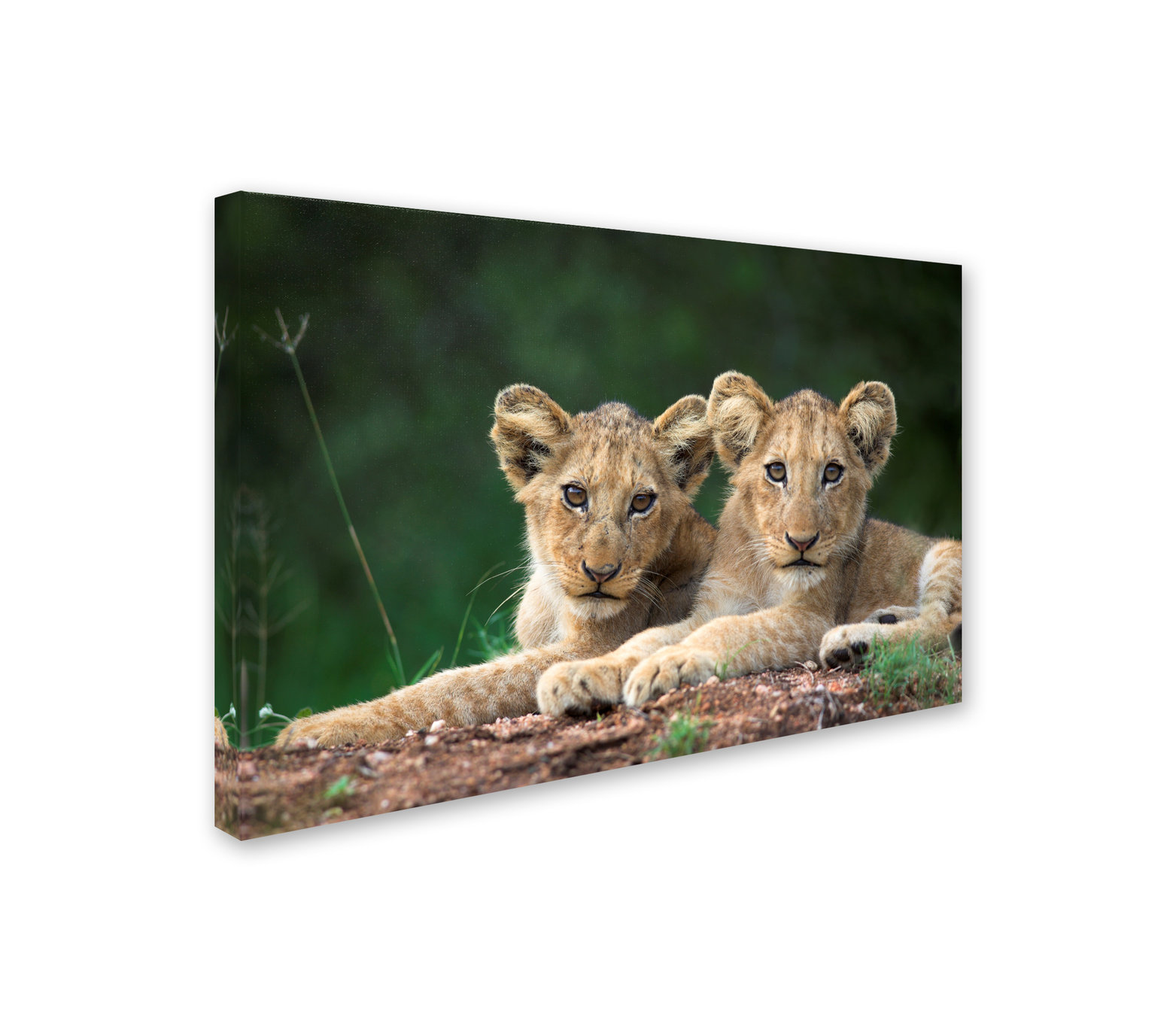 "Two Lions" by Robert Harding Picture Library, Canvas Art, 12"x19 ...