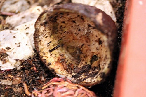 Adding avocado to your worm bin