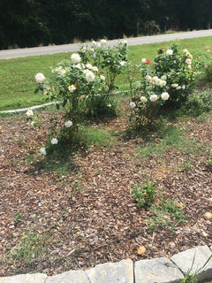 Roses blooming even in constant heat.