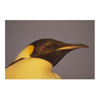 Emperor Penguin Portrait, Atka Bay, Weddell Sea, Antarctica-Paper Art ...