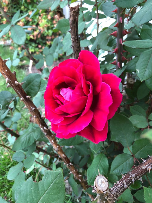 Climbing rose or tall rose bush?