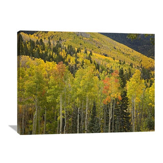 "Aspen Trees In Autumn, Santa Fe National Forest Near Santa Fe, NM ...