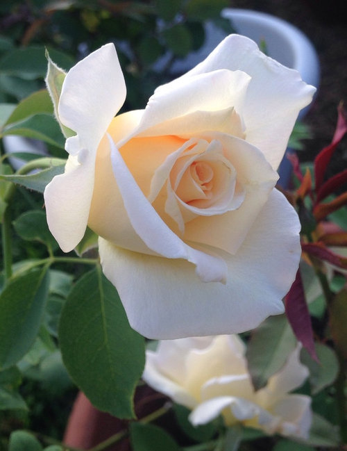 Fragrant roses by color: YELLOW