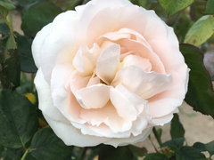 David Austin Discontinued Roses