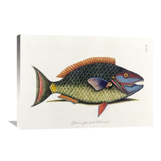 "The Parrot Fish" Stretched Canvas Giclee by Mark Catesby, 16"x11", 36 ...