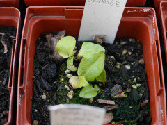 Cheap hosta labels