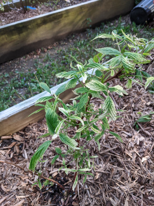 Heritage Raspberry Disease Identification HELP?
