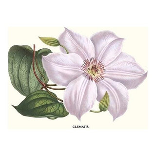 Clematis, 20" x 30" - Asian - Prints And Posters - by Buyenlarge Inc ...