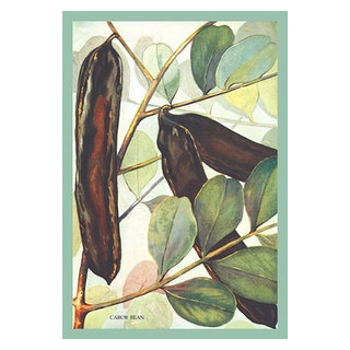 Carob Bean, 20" x 30" - Traditional - Prints And Posters - by ...