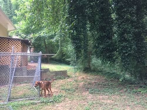 Backyard is a disaster!!!