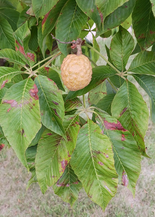 Aesculus of some variety?