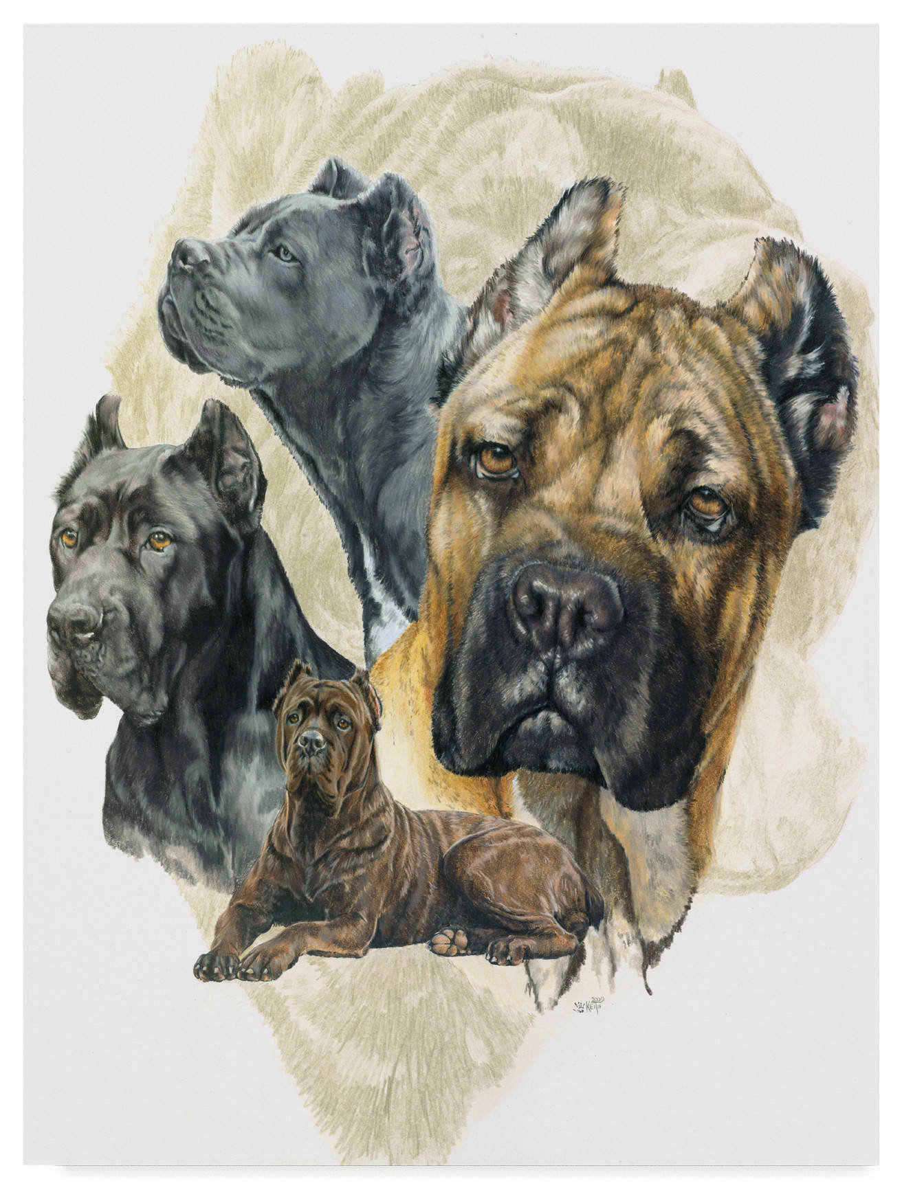 "Cone Corso" by Barbara Keith, Canvas Art, 47"x35" - Contemporary ...