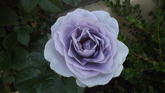 Suntory blue rose "Applause" genetically modified - but where is it?