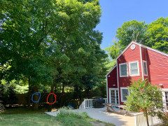 Norway Maple trunk/root rot?