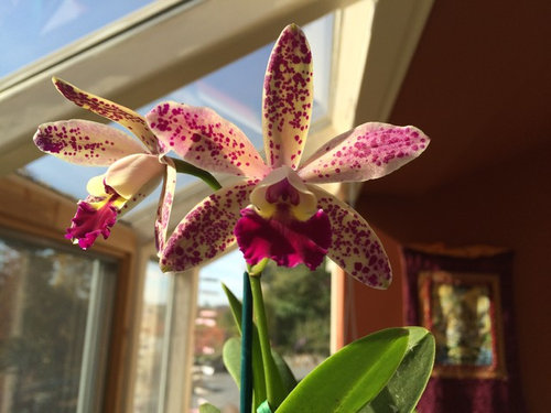 Lc. Tropical Pointer Cheetah