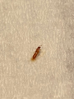 Screen Enclosure - BUGS!