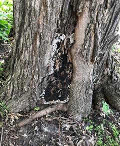 Is my red maple dying?