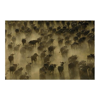 "Cape Buffalo herd stampeding, Africa" Paper Art, 20"x14", 32"x22 ...