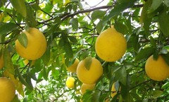 Hardy Citchangsha/citrandarin in zone 7a - Northern VA!