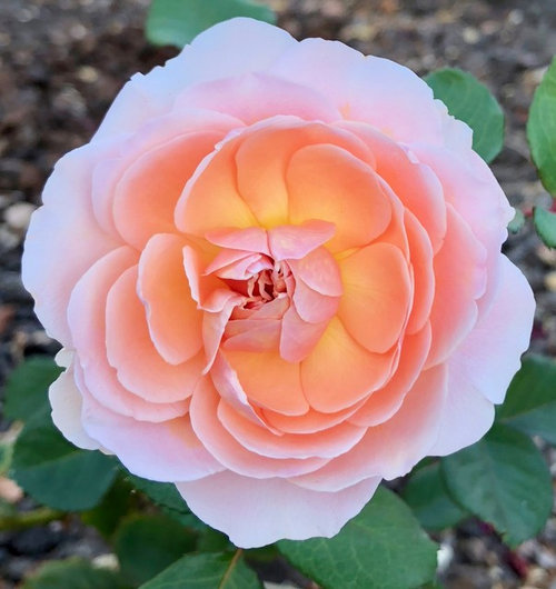 Just for fun - can you guess the name of this rose?