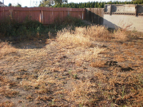 Overgrown yard with mounds and holes: Where do we start?