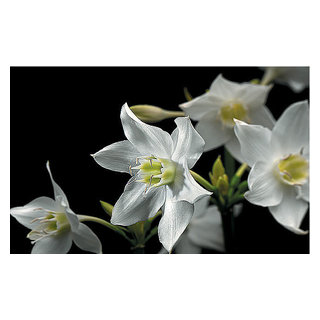 Madonna Mural 4-259 - Contemporary - Wall Decals - by The Home Store ...