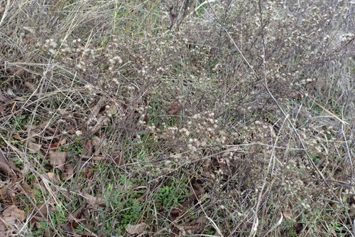 Very Small, Thin Leaves?