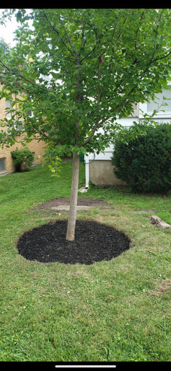 Raised brick tree ring