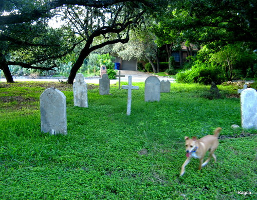 Horse herb and frog fruit as ground covers ...
