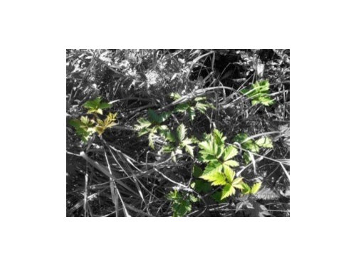Red thorny vine | Houzz Forum