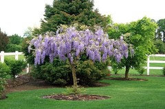 Contemplating a wisteria tree pros and cons