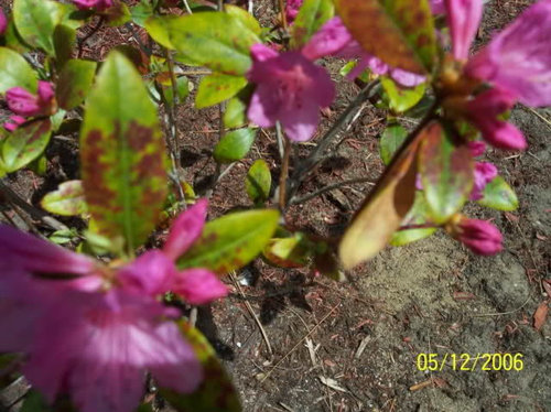 pic azalea problem