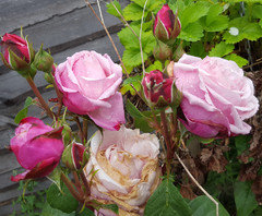 Towering Rose Magic aka Soeur Emmanuelle | Houzz Forum