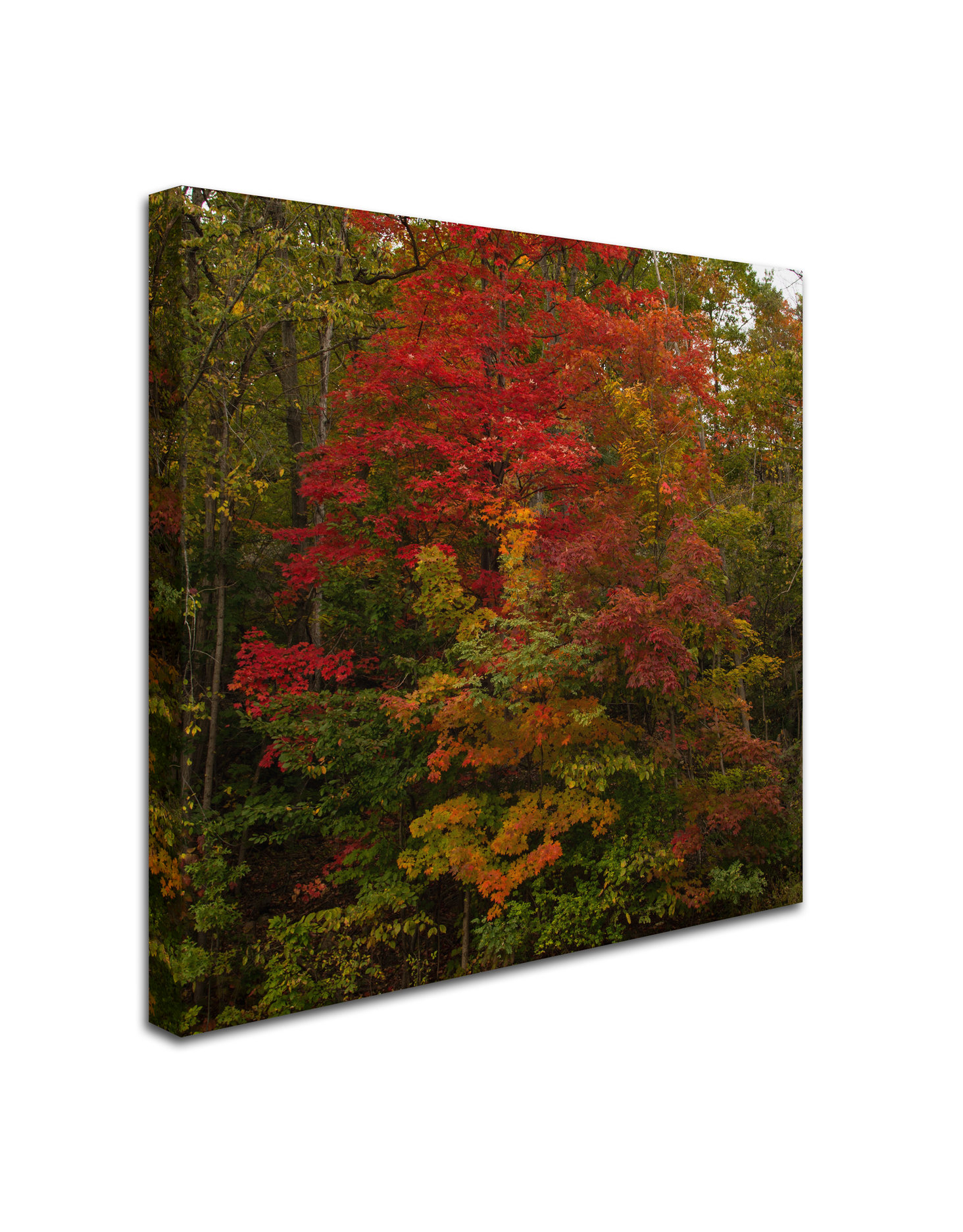 'Why I Love Autumn 2' Canvas Art by Kurt Shaffer, 18" x 18 ...