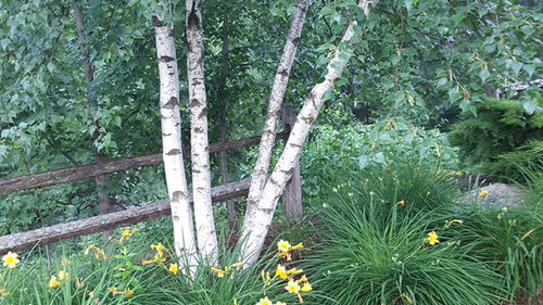 Multi trunk birch trees - Trunk/Branch leaning over question