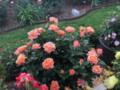 What new roses did you order for 2020? | Houzz Forum