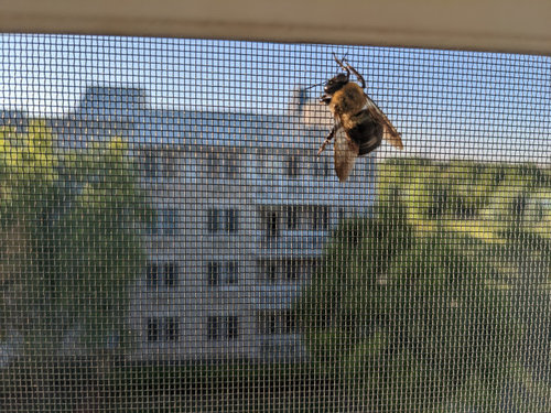 Carpenter Bee ? injured and stuck in my window