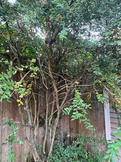 My boxwood is starting to look more like a tree than a shrub